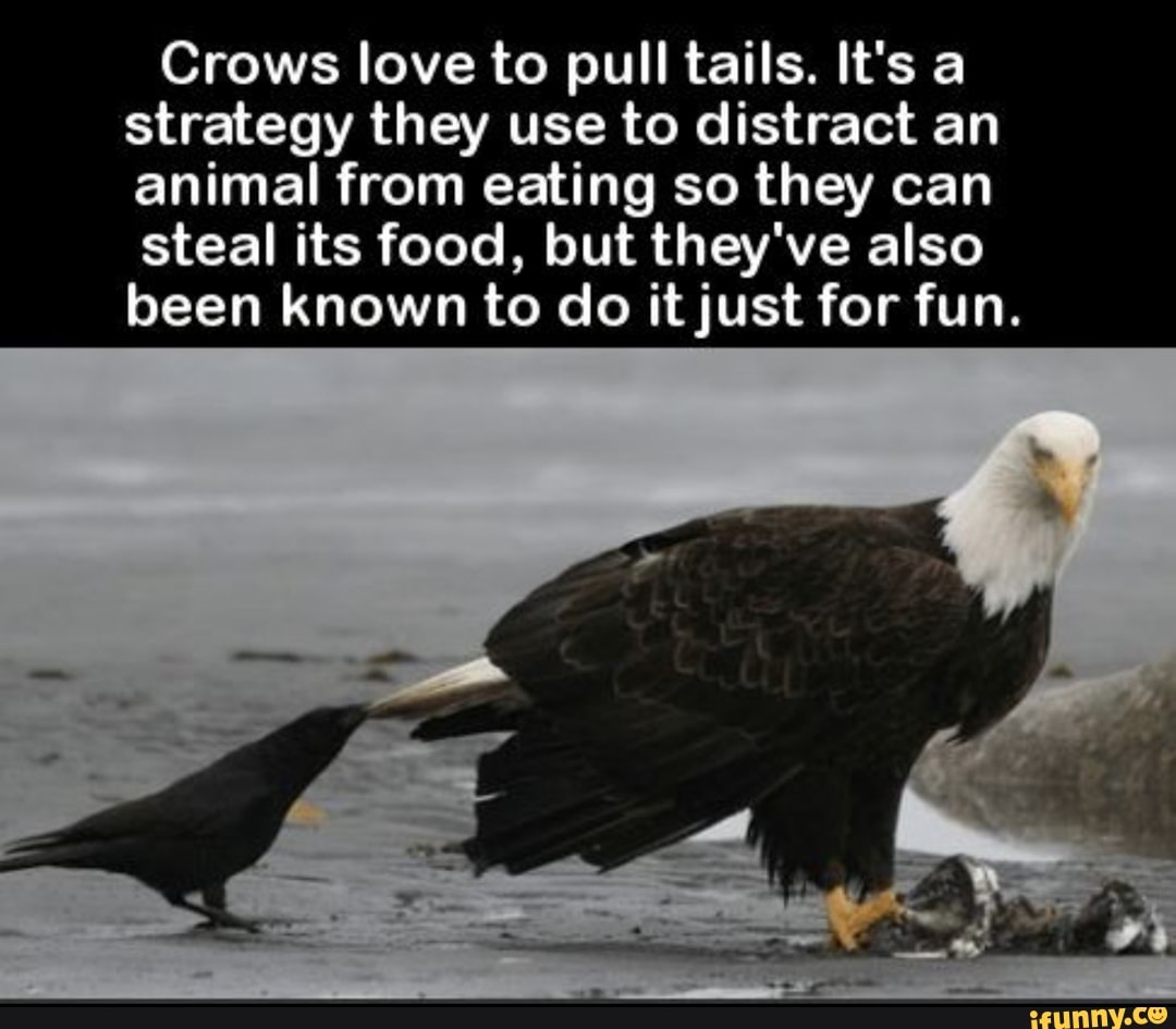 Crows love to pull tails. It's a strategy they use to distract an ...