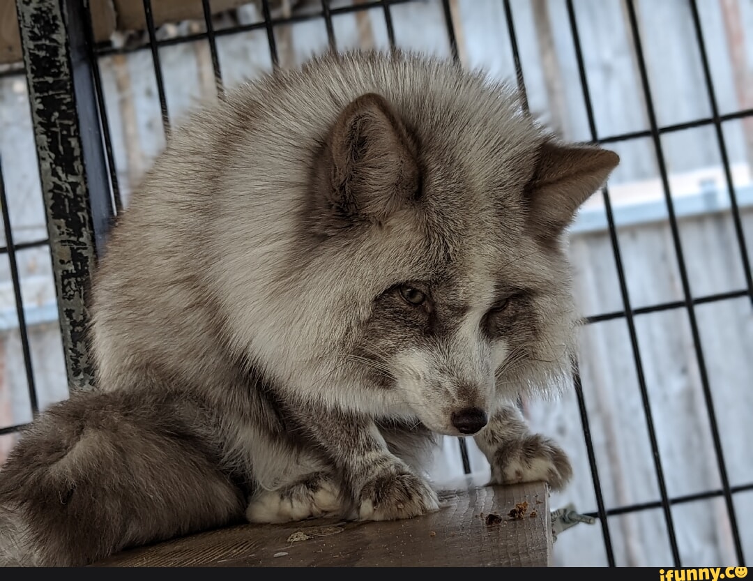 Tfm_opal memes. Best Collection of funny Tfm_opal pictures on iFunny