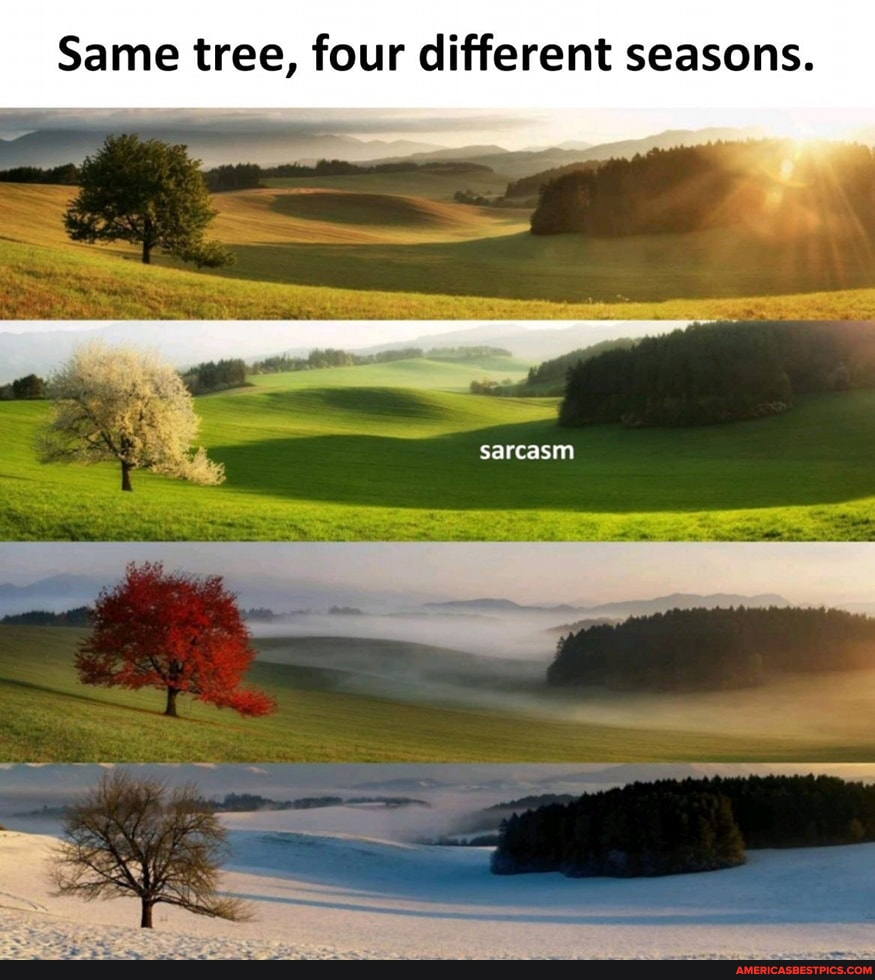 My relatives change colors faster than this - Same tree, four different ...