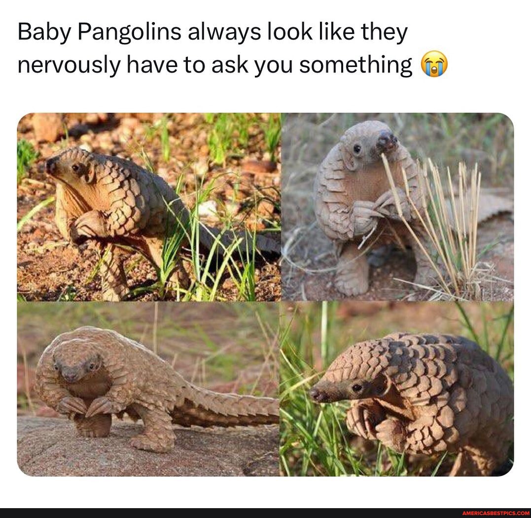 New favorite animal unlocked memes explore funny - Baby Pangolins ...