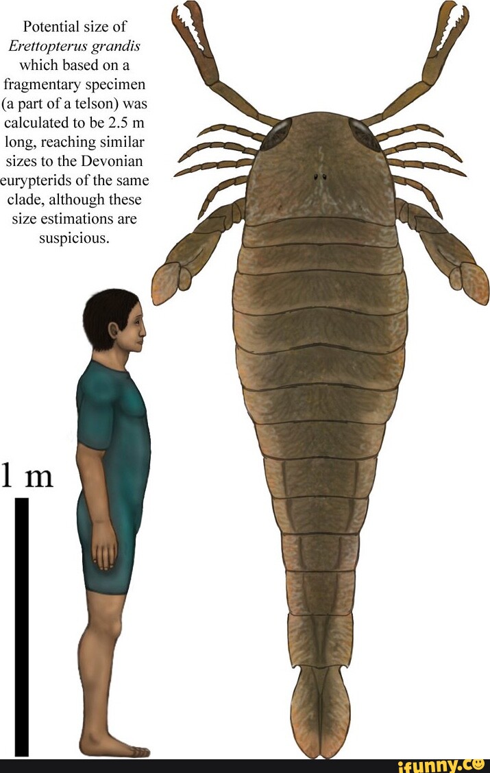 Potential size of Erettopterus grandis which based on a fragmentary ...