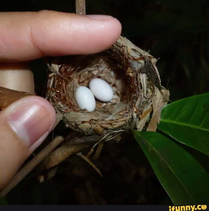 Bee_hummingbird memes. Best Collection of funny Bee_hummingbird ...