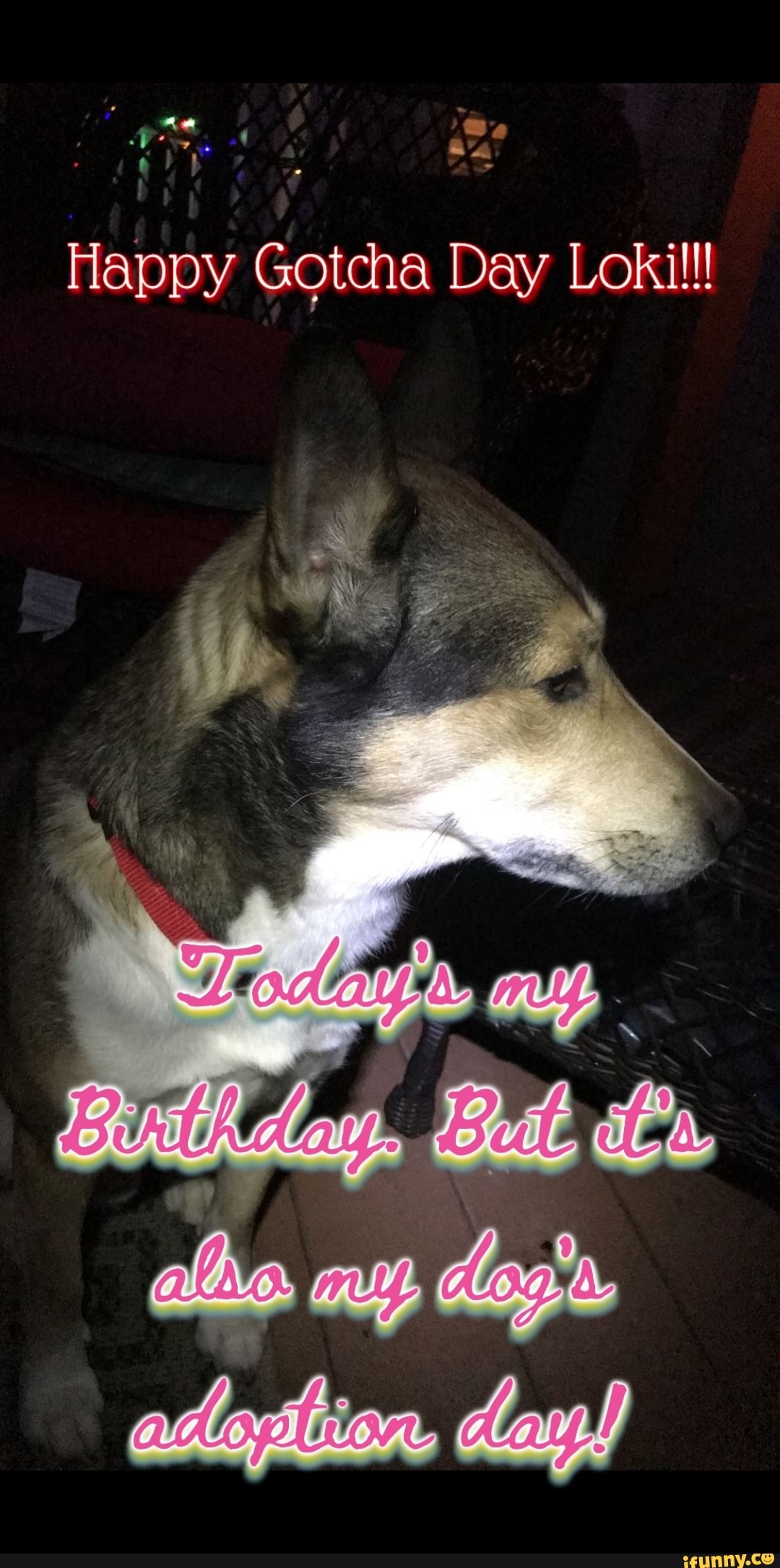 Gotcha_day memes. Best Collection of funny Gotcha_day pictures on iFunny