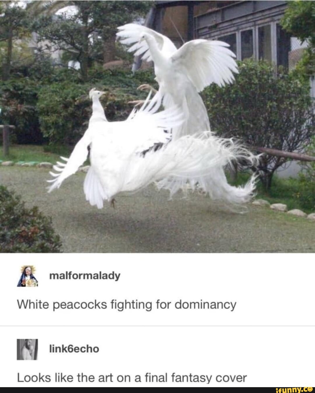 iFunny - the best memes, video, gifs and funny pics in one place