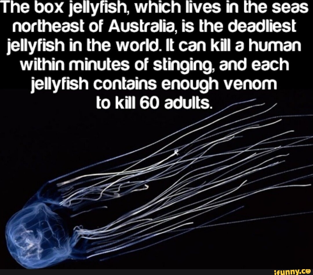 Australia memes. Best Collection of funny Australia pictures on iFunny