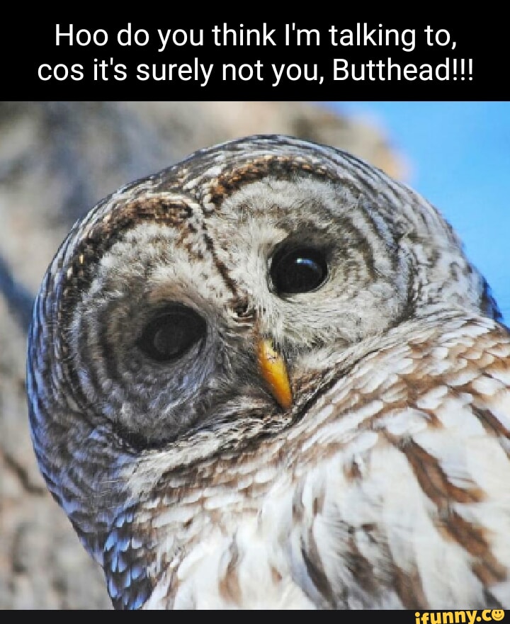 Hoo memes. Best Collection of funny Hoo pictures on iFunny
