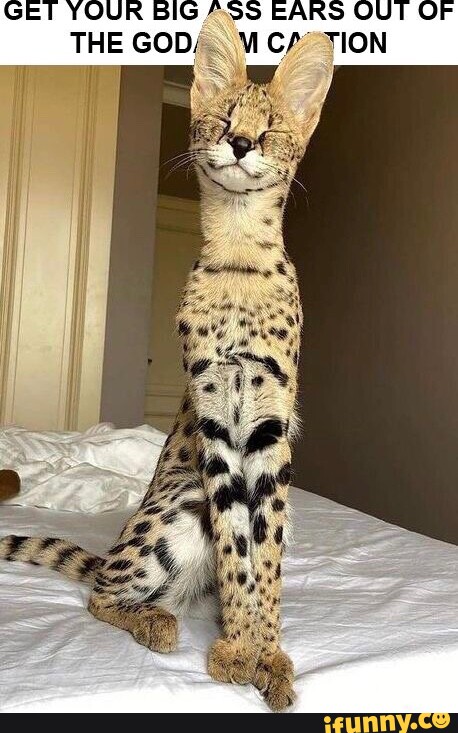 GET YOUR BIG "SS EARS OUT OF THE GOD, ION - iFunny