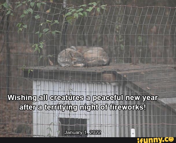 Fireworks memes. Best Collection of funny Fireworks pictures on iFunny