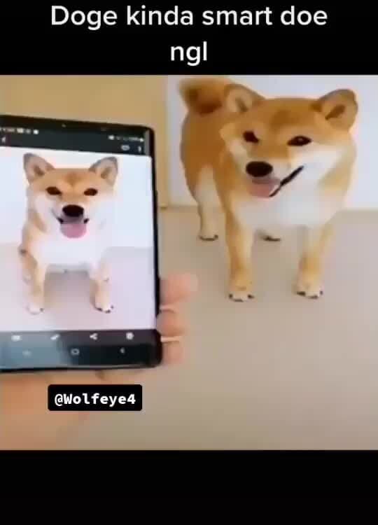 Doge kinda smart doe - )