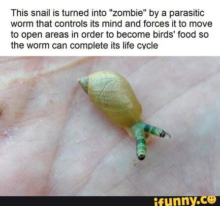 This snail is turned into "zombie" by a parasitic worm that controls ...