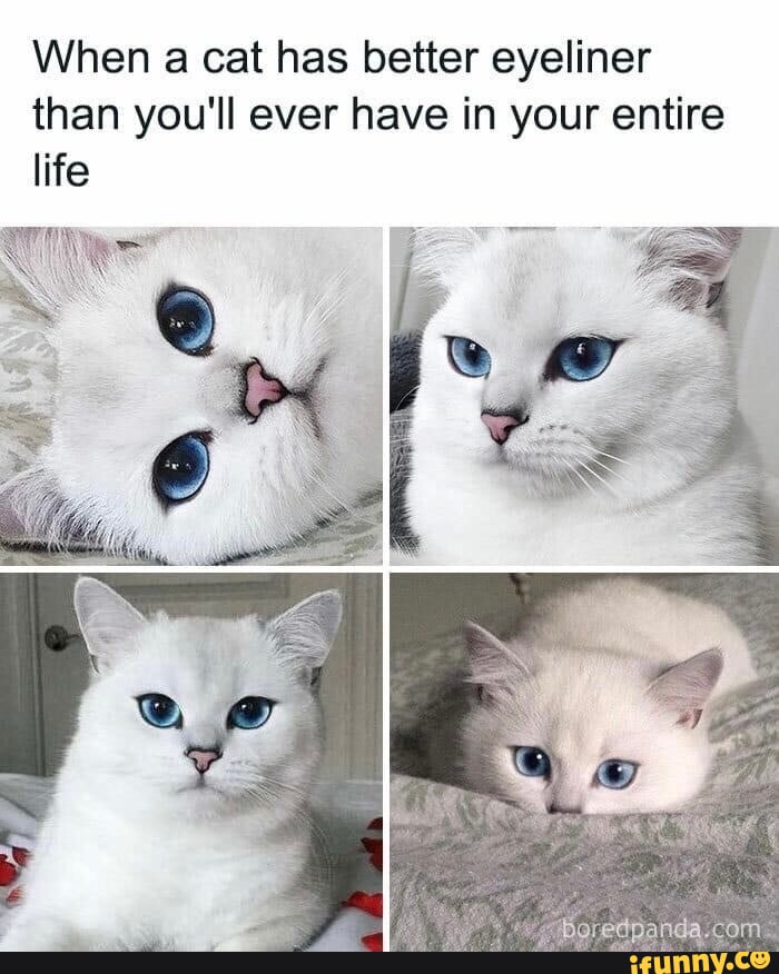 C} TikToK "Cooter, you iook like a dusty chinchilla." - iFunny
