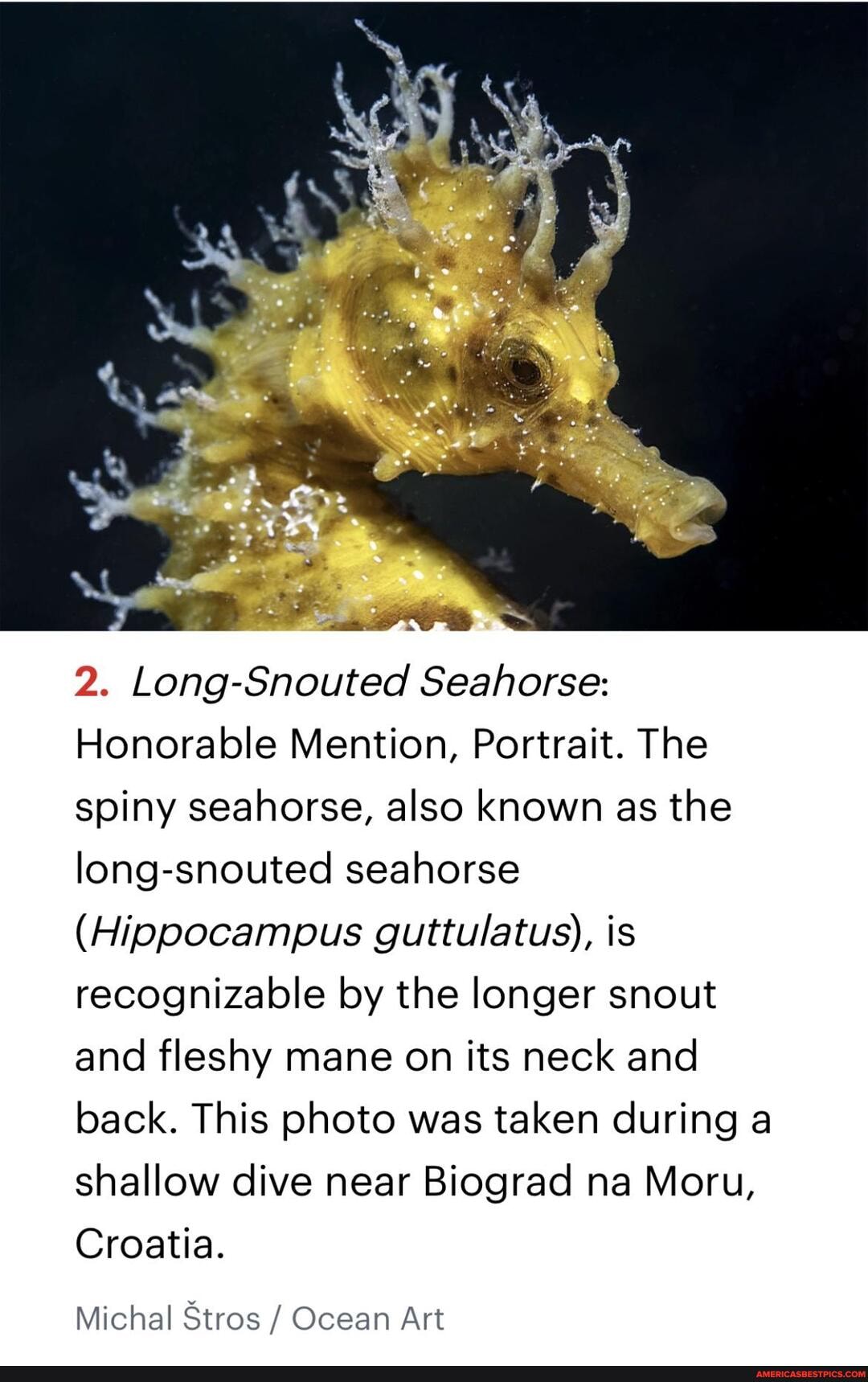 Ocean Art Underwater Photo Contest - 2. Long-Snouted Seahorse ...