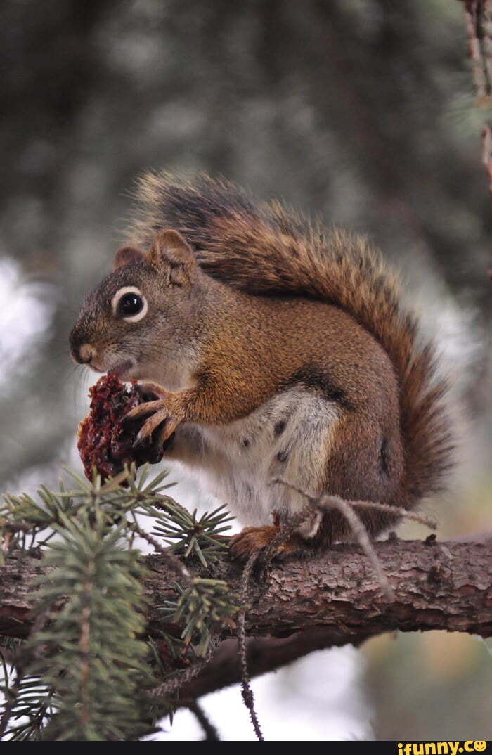 Douglas_squirrel memes. Best Collection of funny Douglas_squirrel ...