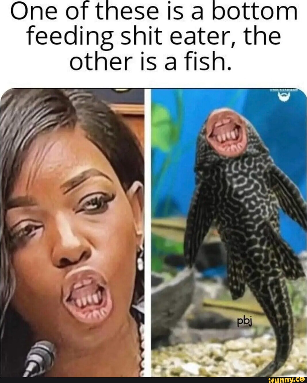 One of these is a feeding shit eater, the other is a fish. - iFunny