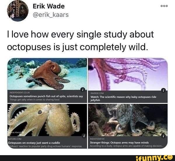Cephalopods memes. Best Collection of funny Cephalopods pictures on iFunny