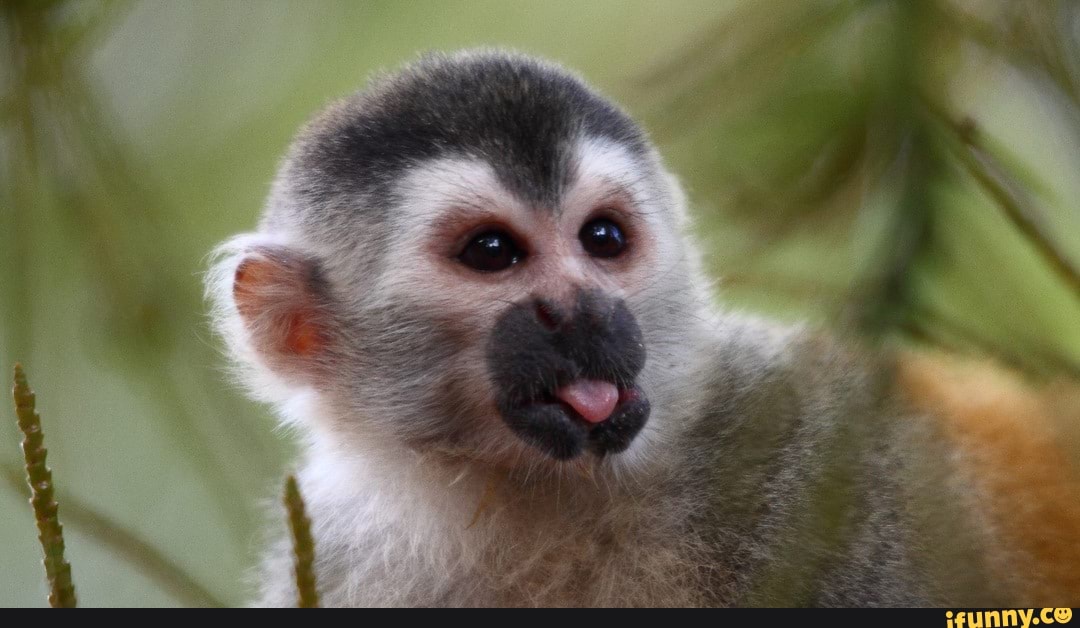 Tití memes. Best Collection of funny Tití pictures on iFunny