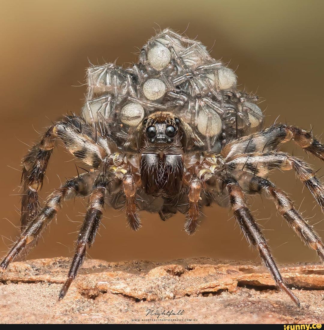 Molenkamp memes. Best Collection of funny Molenkamp pictures on iFunny