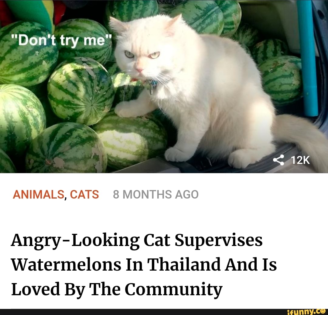 Angry Watermelon Cat