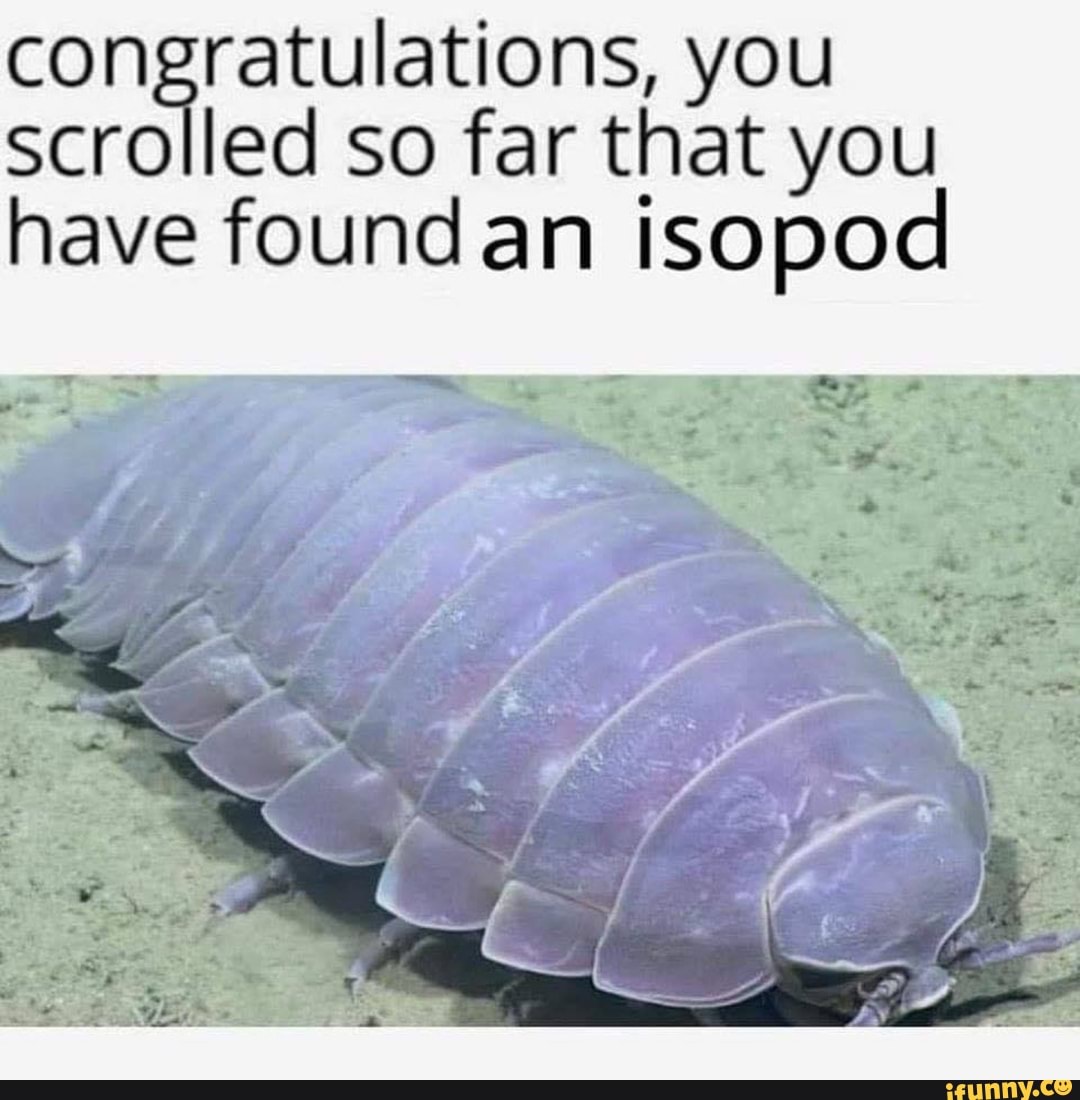 Congratulations, you scrolled so tar that you have found an isopod - iFunny