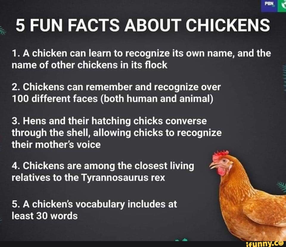 5 FUN FACTS ABOUT CHICKENS 1. A chicken can learn to recognize its own ...