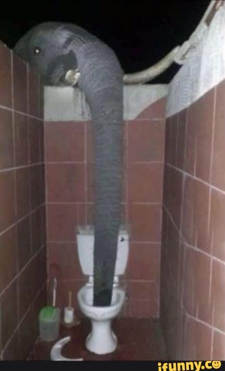 Cursed_elephant memes. Best Collection of funny Cursed_elephant ...