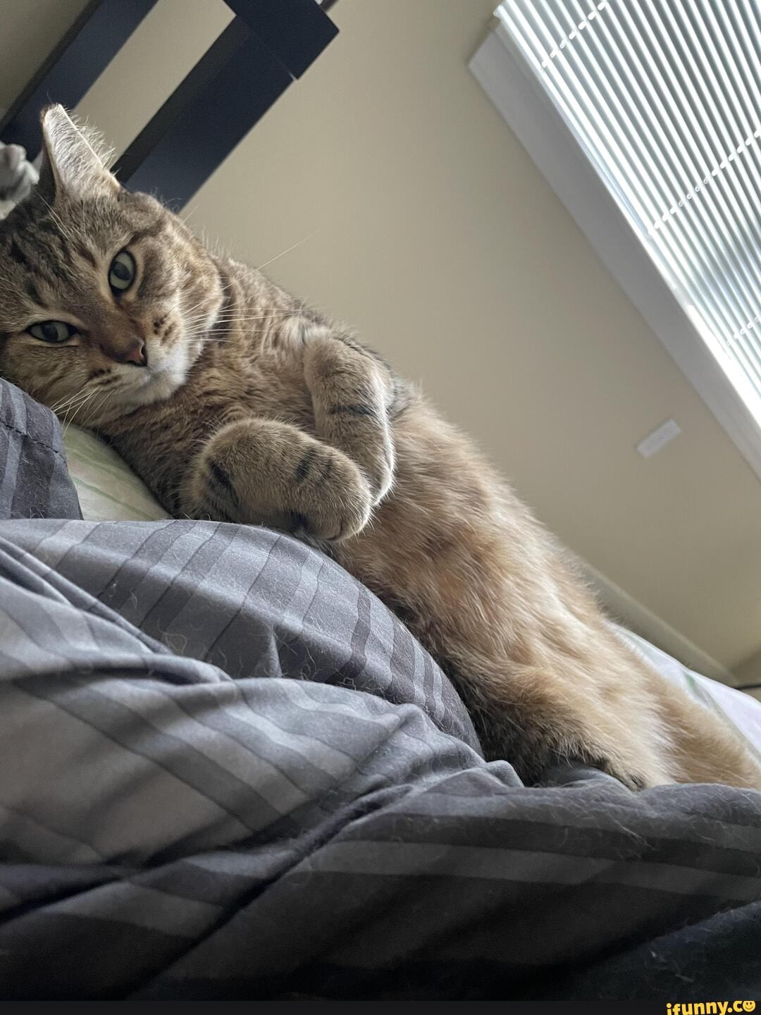 Tobacky memes. Best Collection of funny Tobacky pictures on iFunny