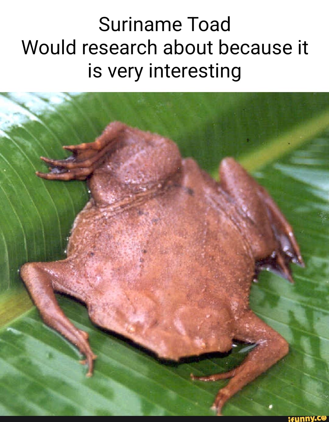 Suriname memes. Best Collection of funny Suriname pictures on iFunny