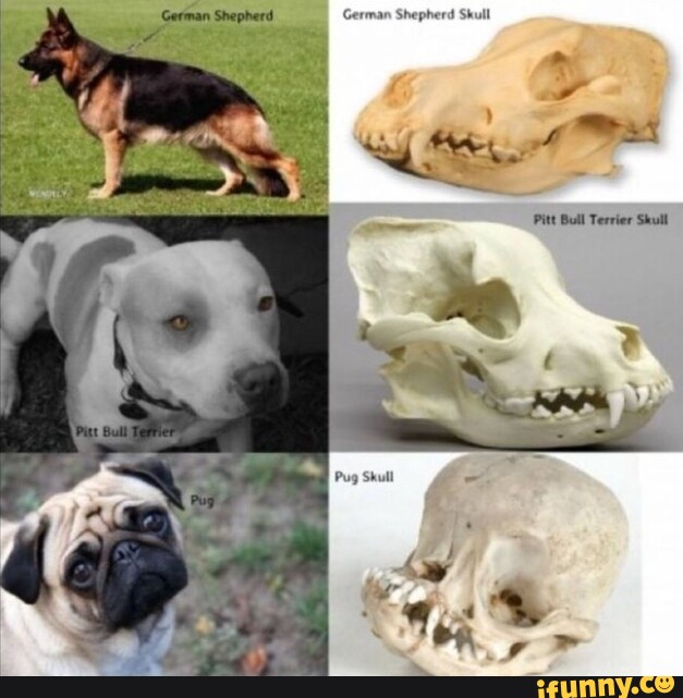 German Shepherd German Shepherd Skull - iFunny