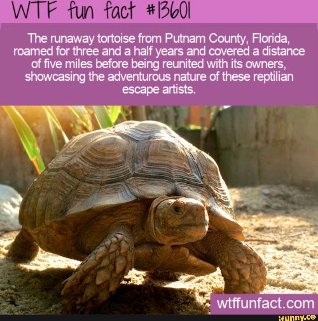 Tun fact The runaway tortoise from Putnam County, Florida, roamed for ...