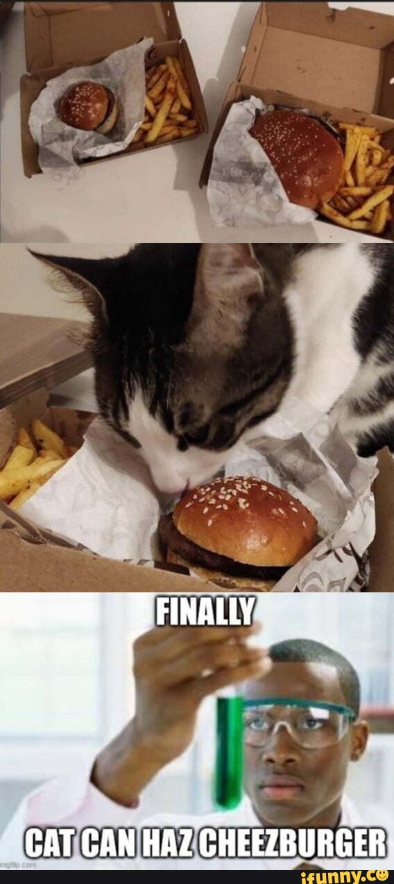 FINALLY CAT CAN HAZ CHEEZBURGER - iFunny