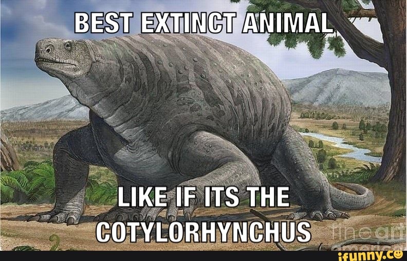 Cotylorhynchus memes. Best Collection of funny Cotylorhynchus pictures ...