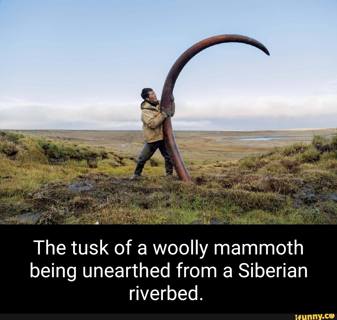 Tusk memes. Best Collection of funny Tusk pictures on iFunny