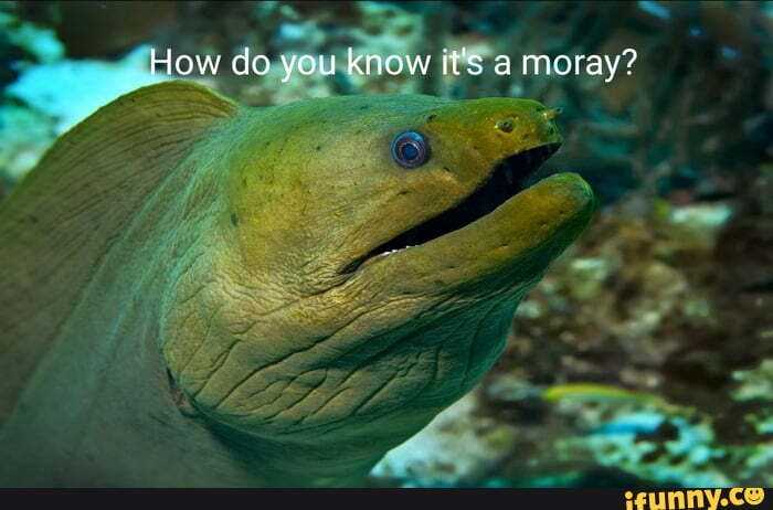 Moray_eel memes. Best Collection of funny Moray_eel pictures on iFunny
