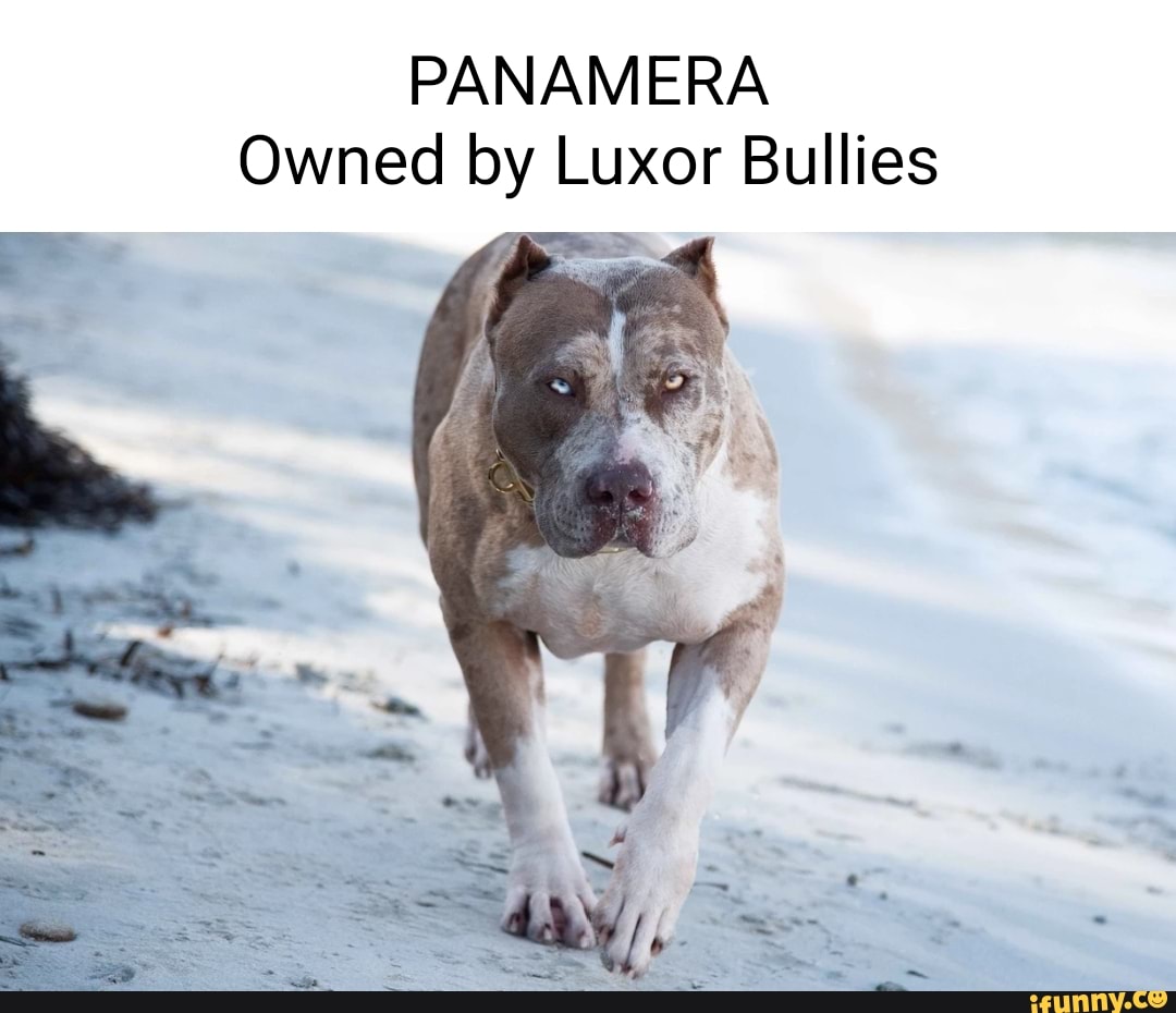 Luxor memes. Best Collection of funny Luxor pictures on iFunny