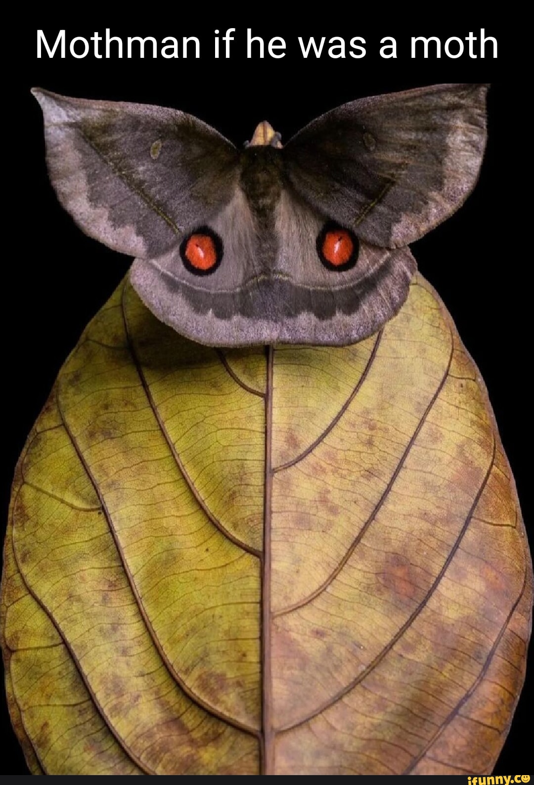 Mothman if he was a moth - iFunny