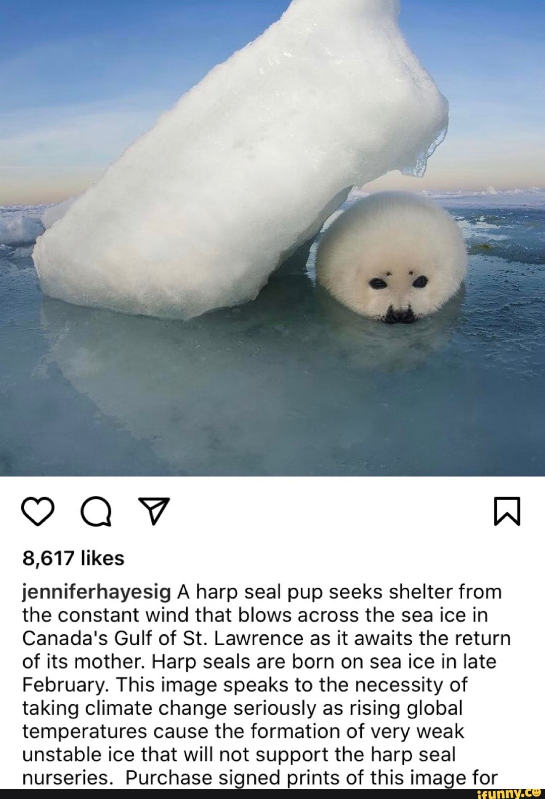 Harp memes. Best Collection of funny Harp pictures on iFunny