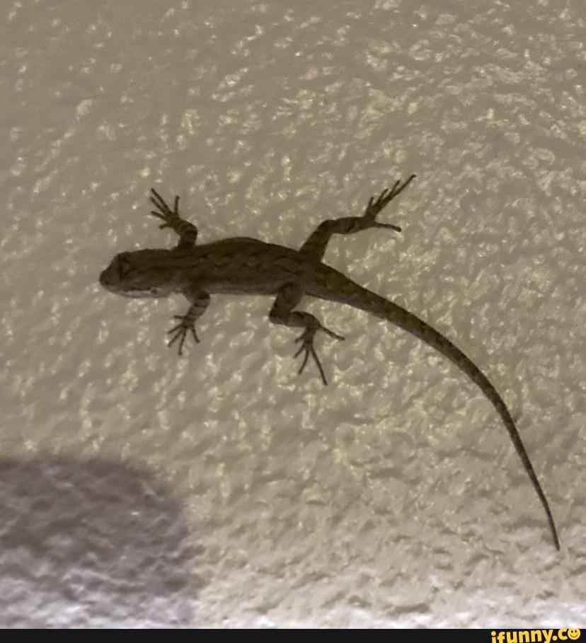 Dudette memes. Best Collection of funny Dudette pictures on iFunny