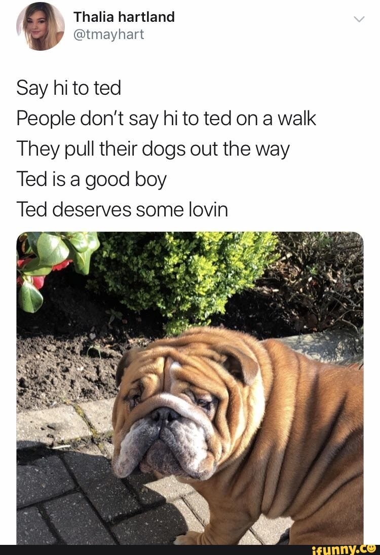 Say hi to ted People don't say hi to ted on a walk They pull their dogs ...