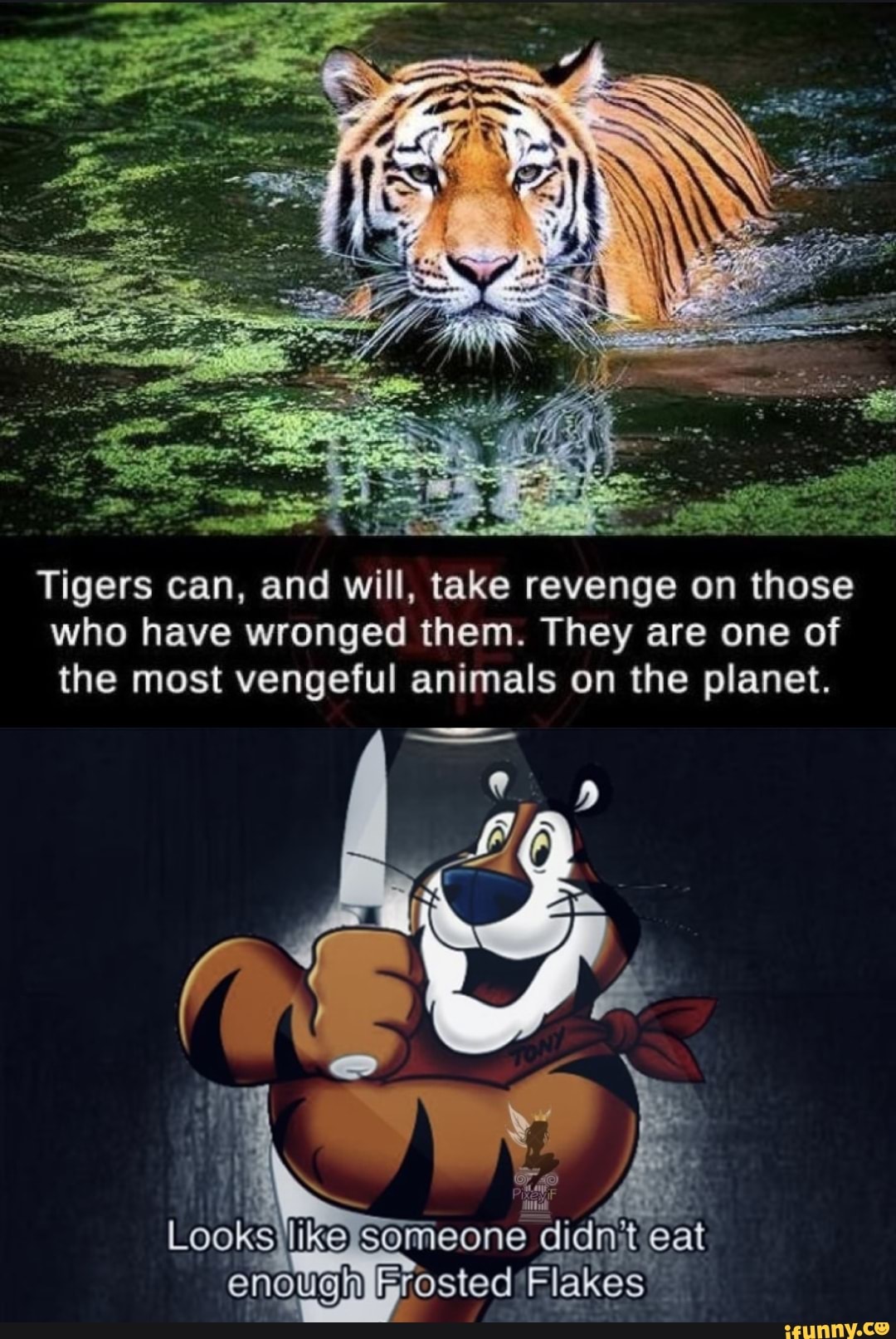 Tigers can, and will, take revenge on those who have wronged them. They ...