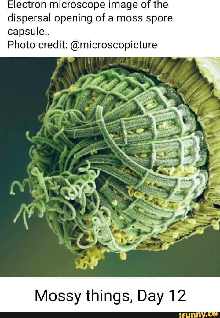 Electron microscope image of the dispersal opening of a moss spore capsule.. Photo credit ...