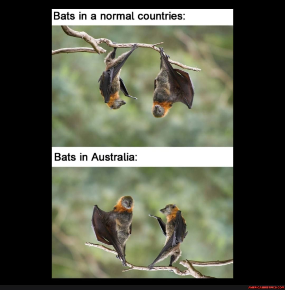 Bats in a normal countries: Bats in Australia: - America’s best pics ...