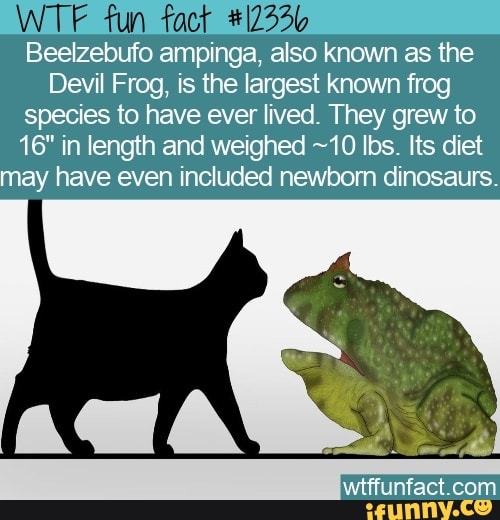 WTF tun Beelzebufo ampinga, also known as the Devil Frog, is the ...