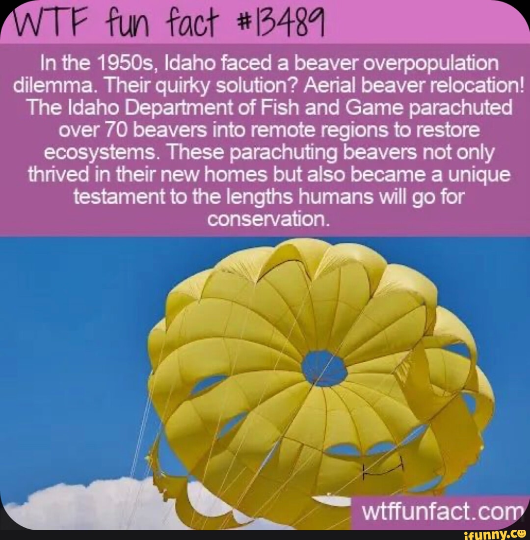 Fun fact *13484 In the 1950s, Idaho faced a beaver overpopulation ...