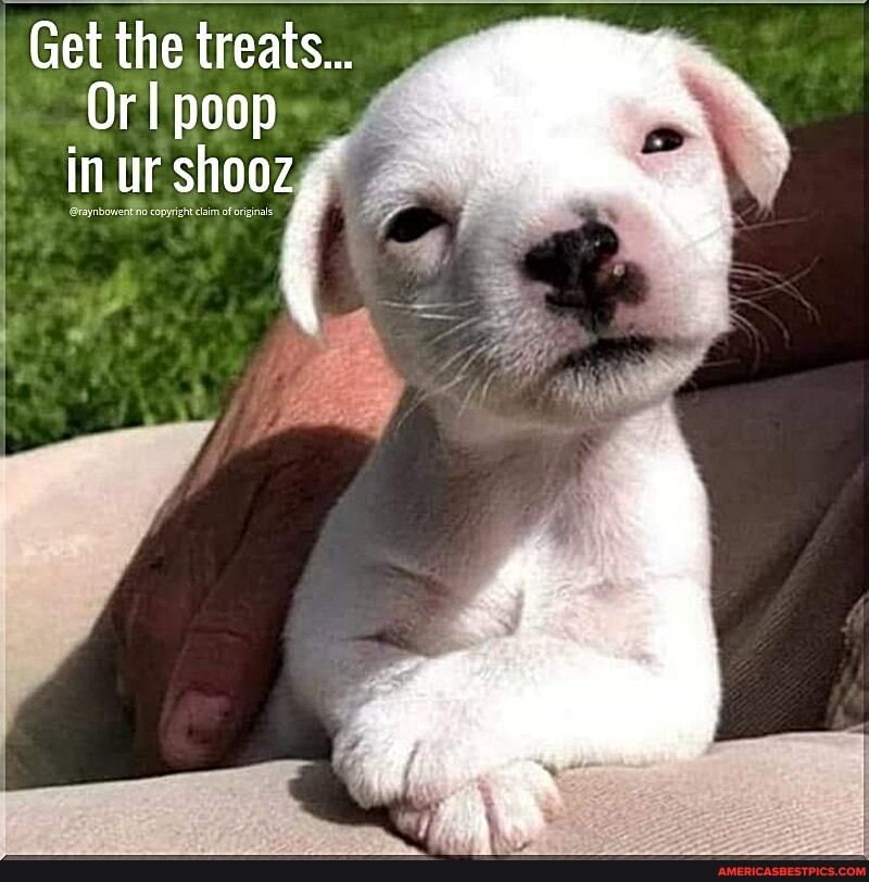 Get the treats... Orl poop in ur shoo, NS - America’s best pics and videos