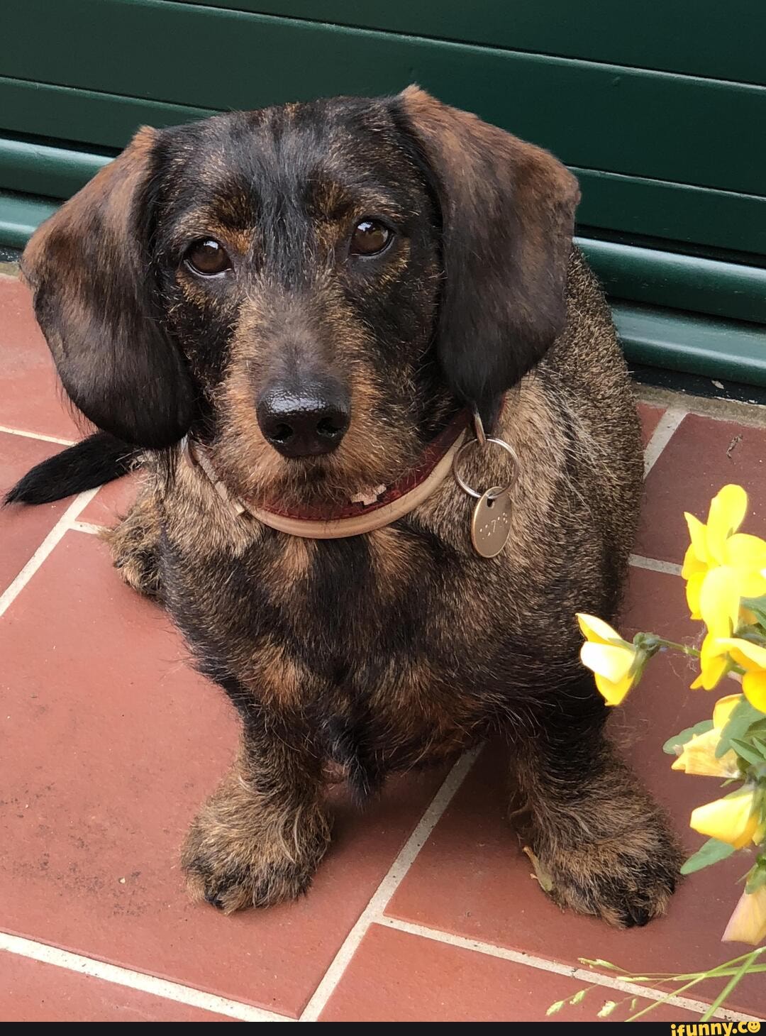 Dackel memes. Best Collection of funny Dackel pictures on iFunny