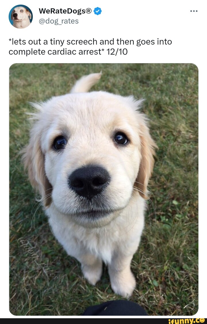 @dog rates *lets out a tiny screech and then goes into complete cardiac ...