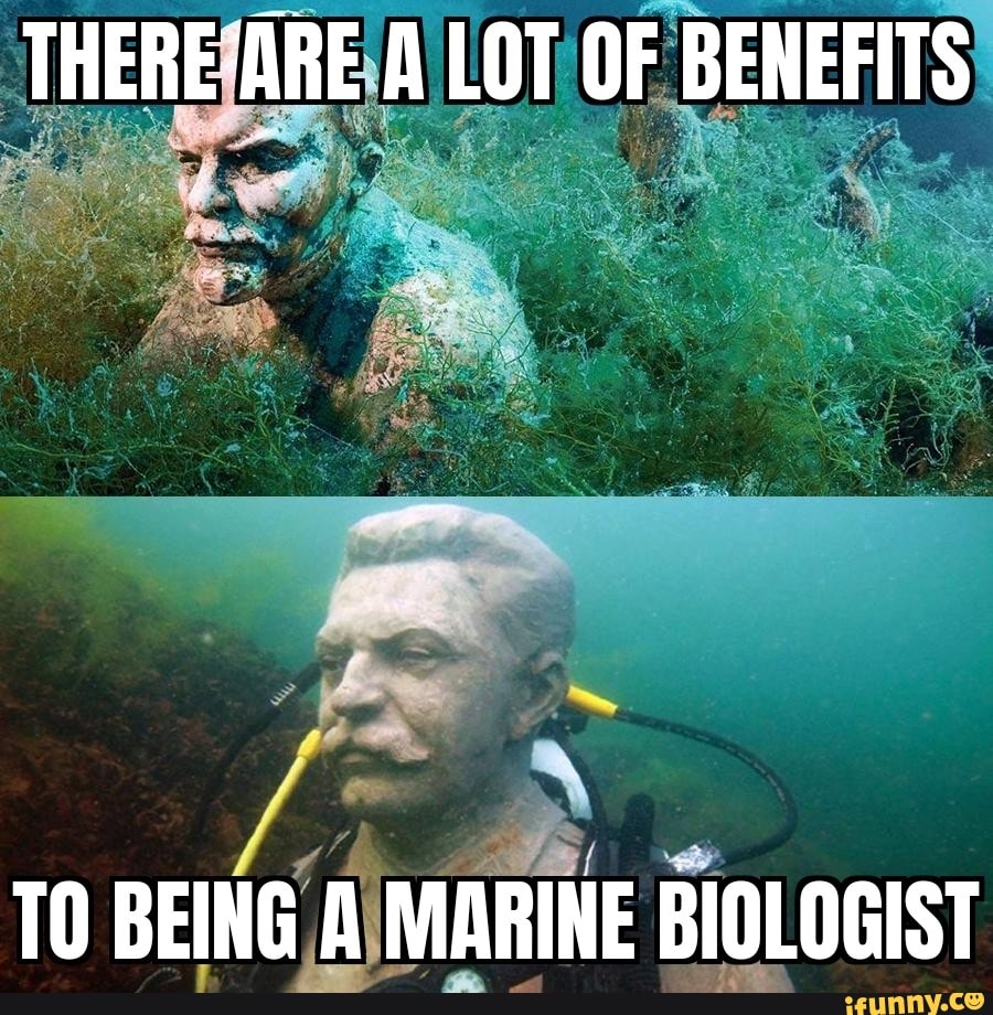 Whale Biologist Memes