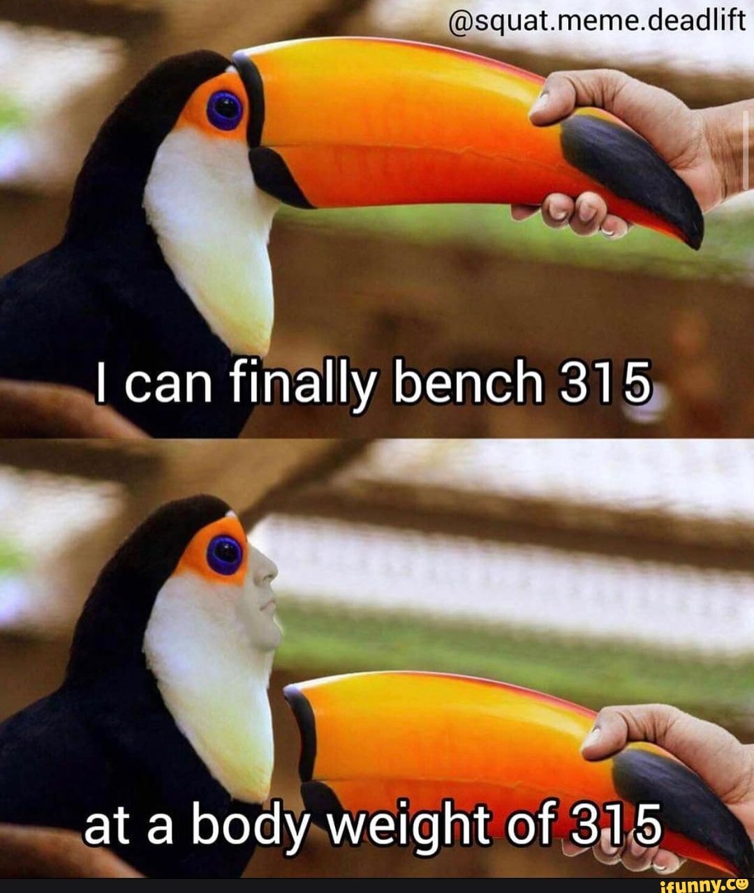 @squat.meme.deadlift can finally bench 315 at a body weight of 315 - iFunny