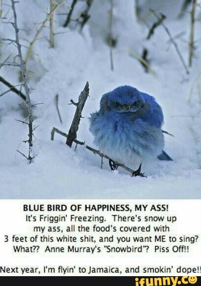 Snowbird memes. Best Collection of funny Snowbird pictures on iFunny